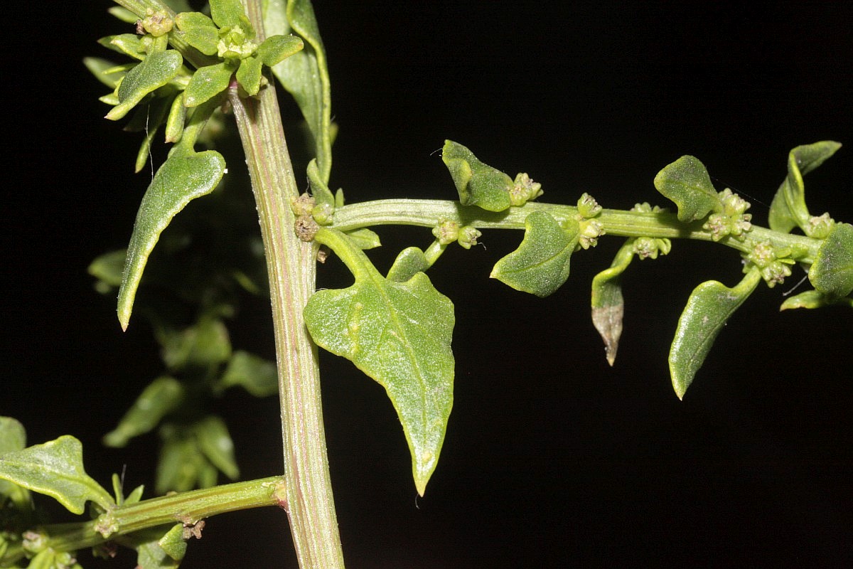 beta-patellaris